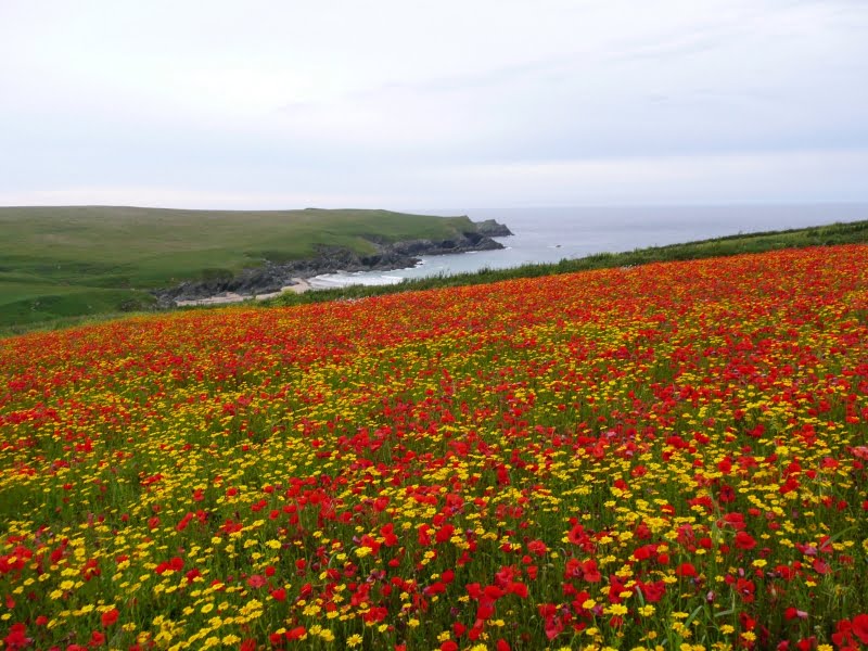 Find Cornish Flowers In Bloom This Spring | Atlantic Hotel